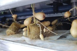 Alberta’s aeroponic potato project - Potatoes in CanadaPotatoes in Canada